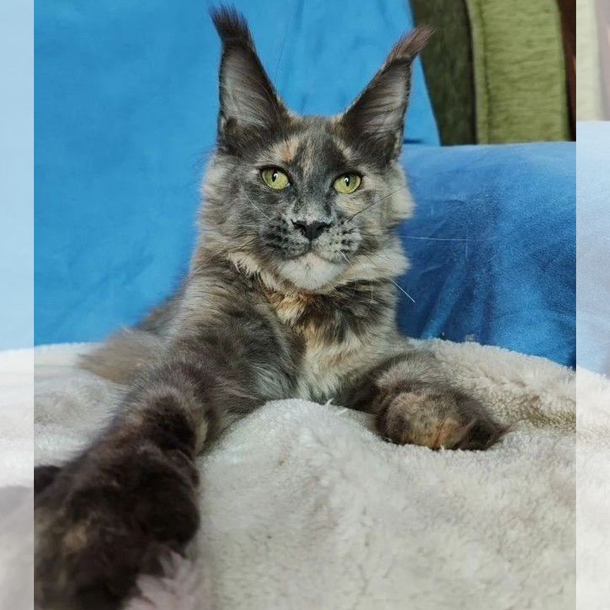 Мейн-кун котёнок