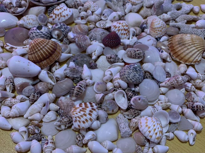 Морские ракушки и кораллы