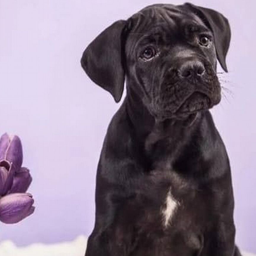 Кане-корсо, щенок