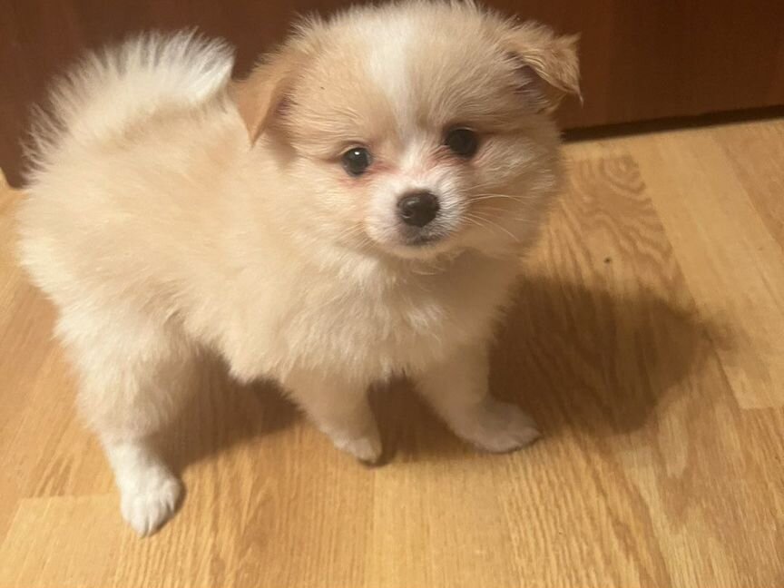 Малый немецкий шпиц, кремовый