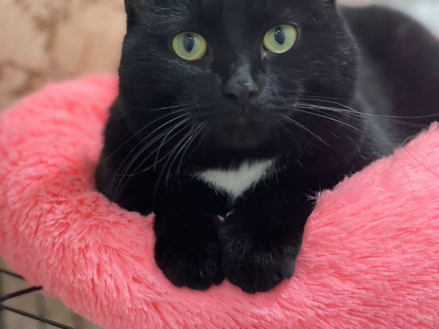 Кошка в добрые руки