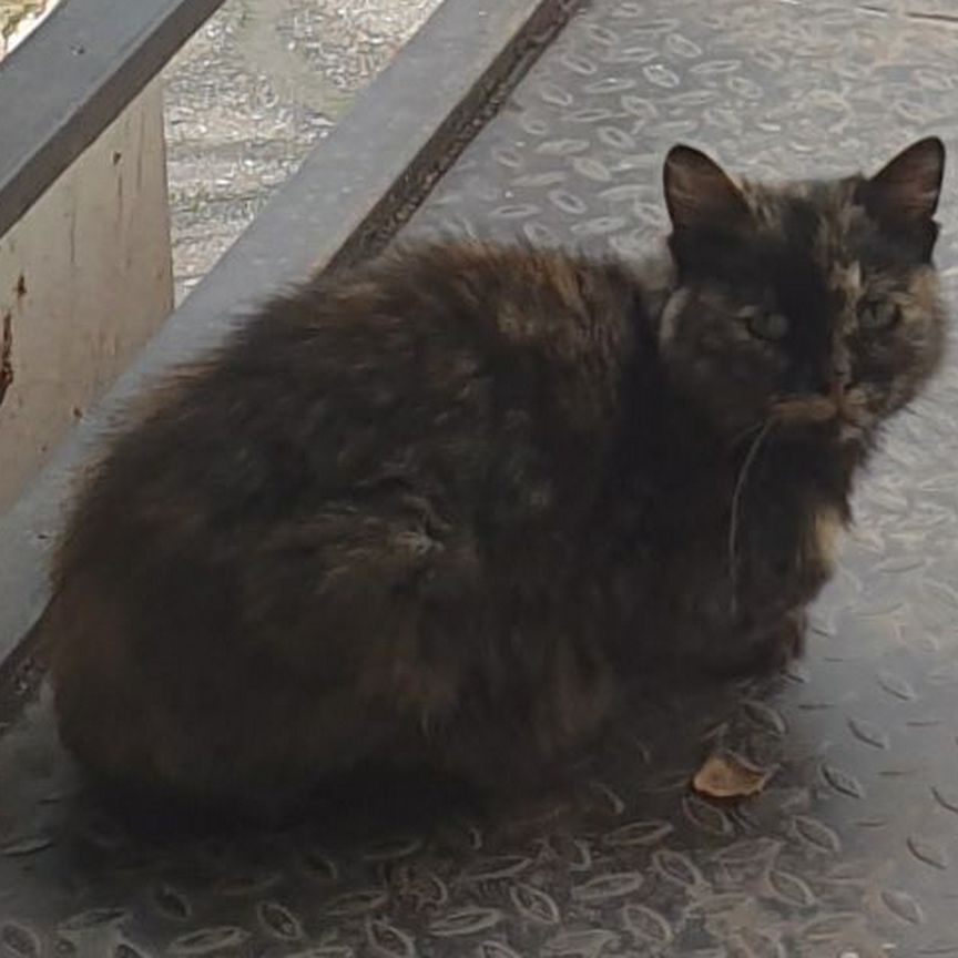 Взрослая, кошка в добрые руки