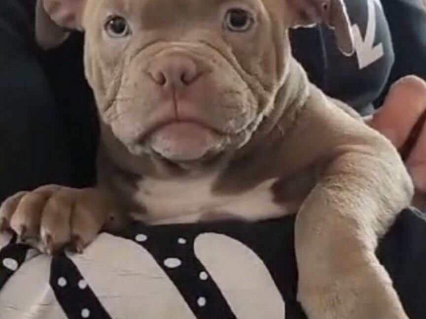 Американский булли