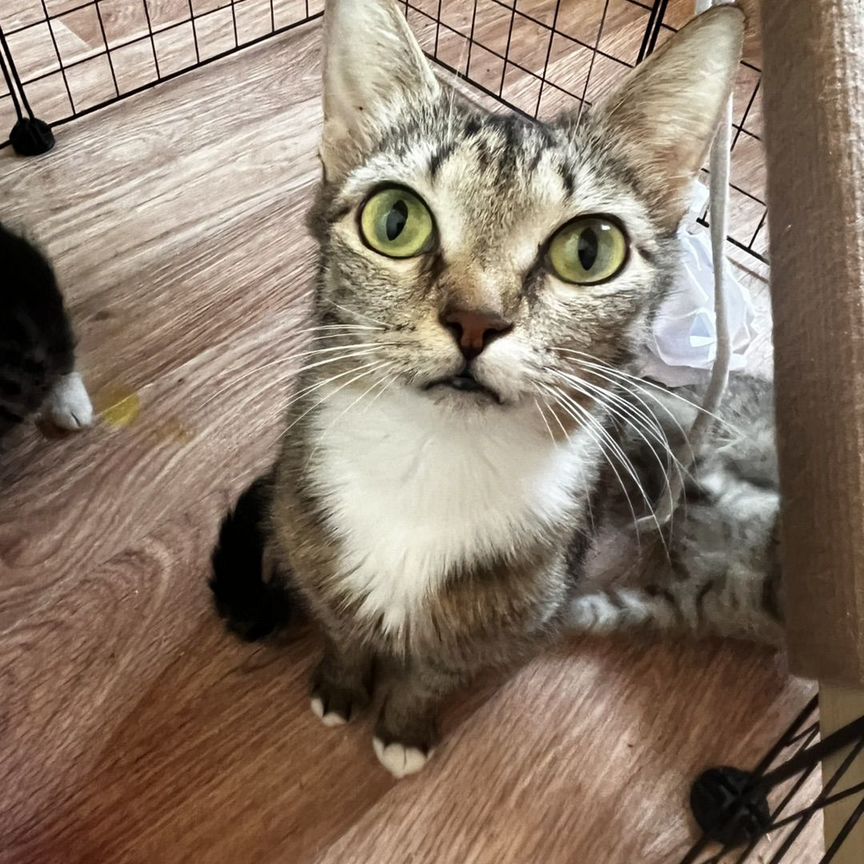 Дочь царя Аркадии Каллиста