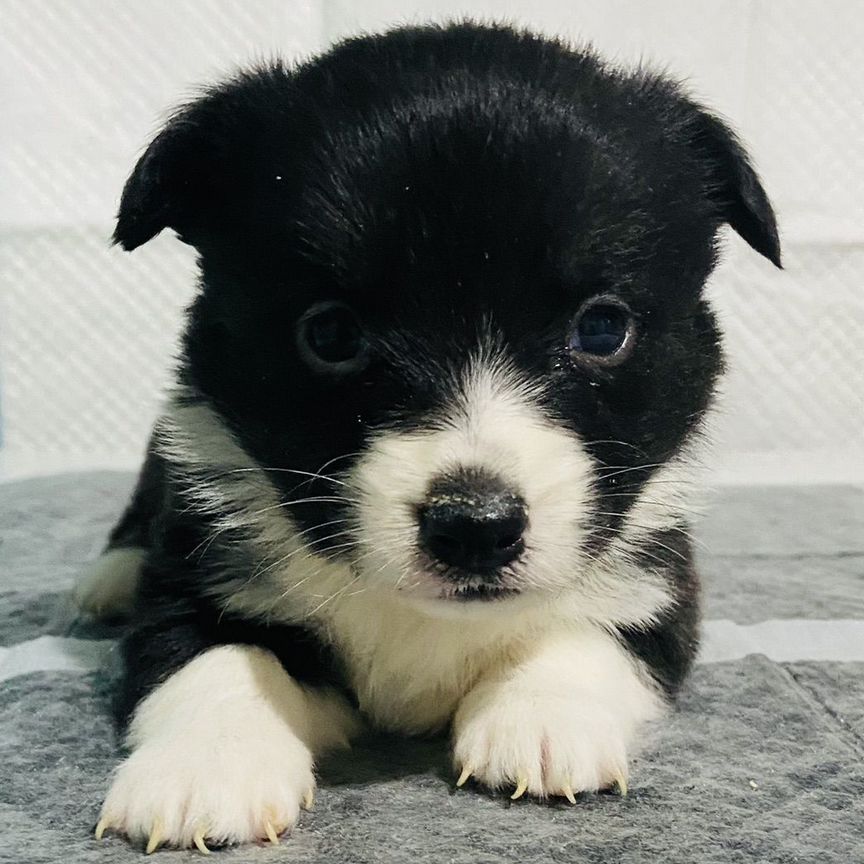 Вельш Корги Кардиган, щенок