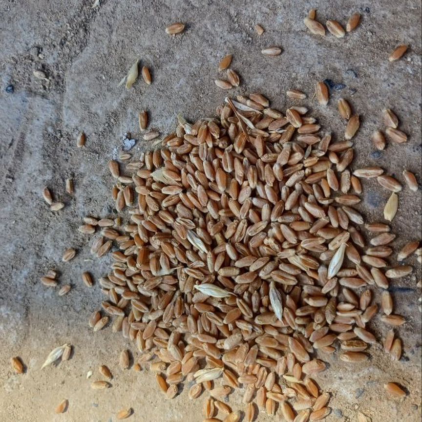 Пшеница 3 класс