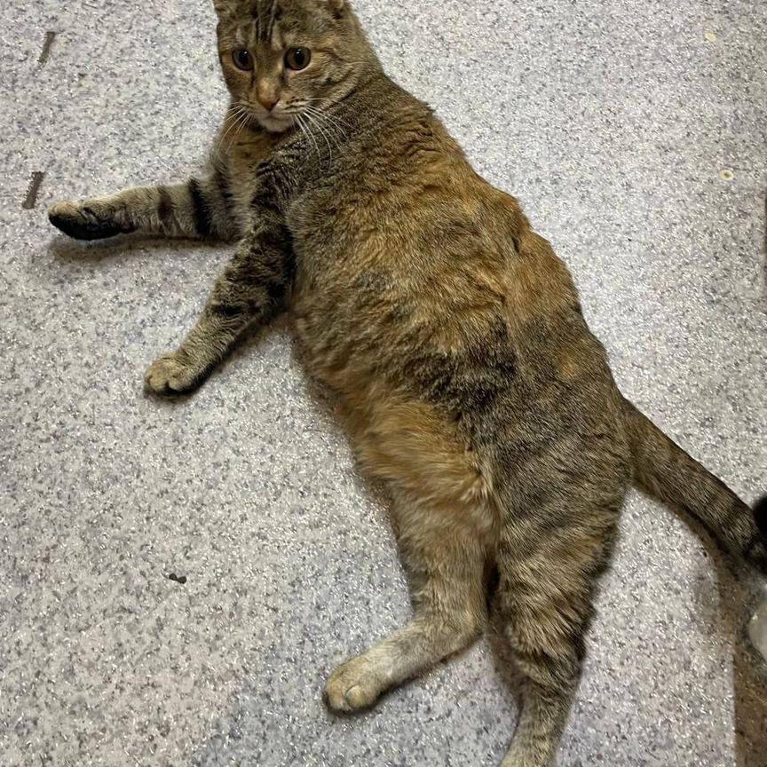 Кошка Чика