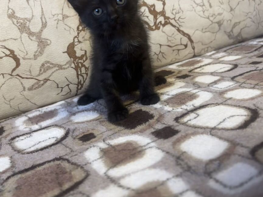 Котенок черныш