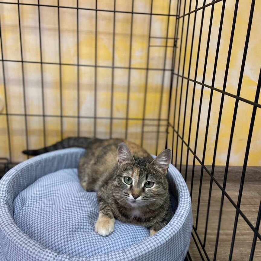 Ласкуша и красотка Марта ищет дом