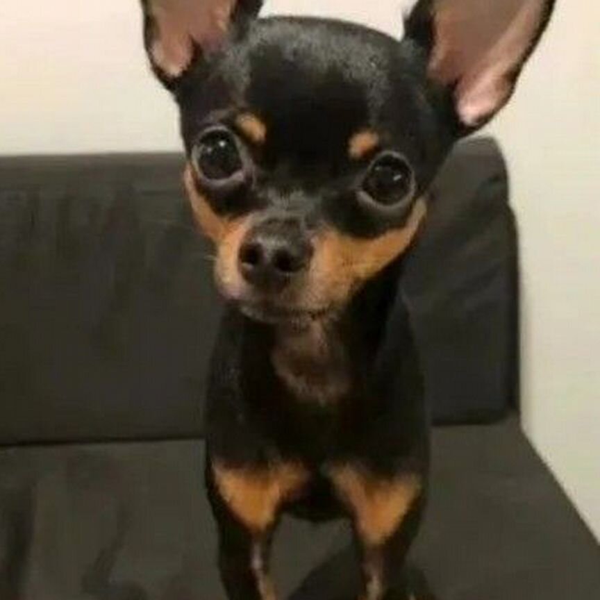 Русский той-терьер, взрослая собака