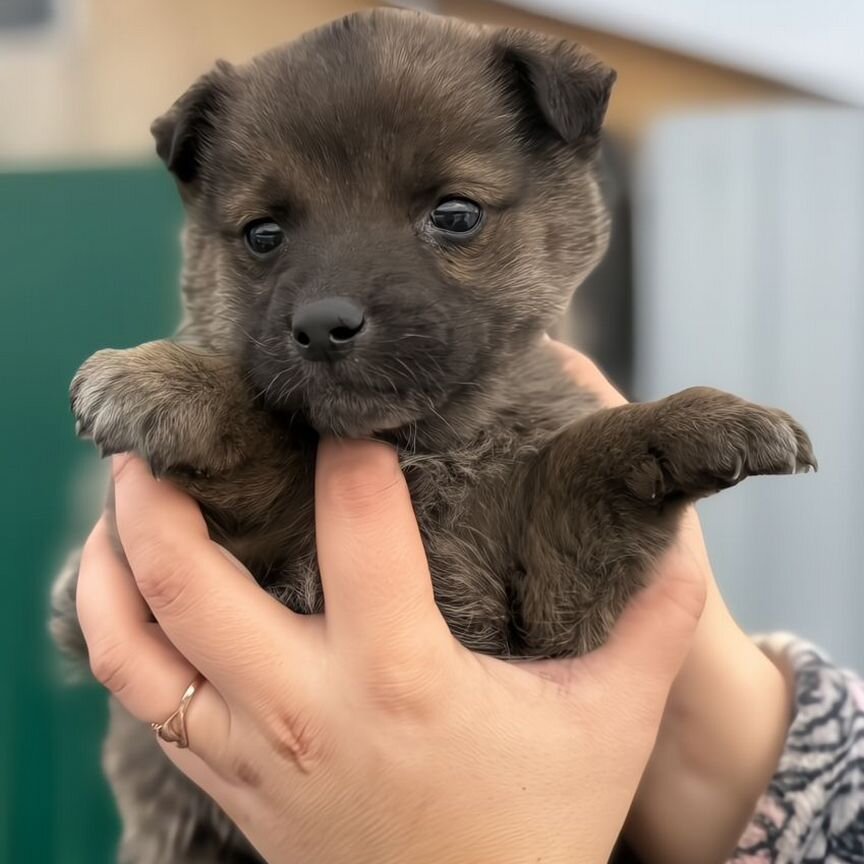 Щенок в добрые руки