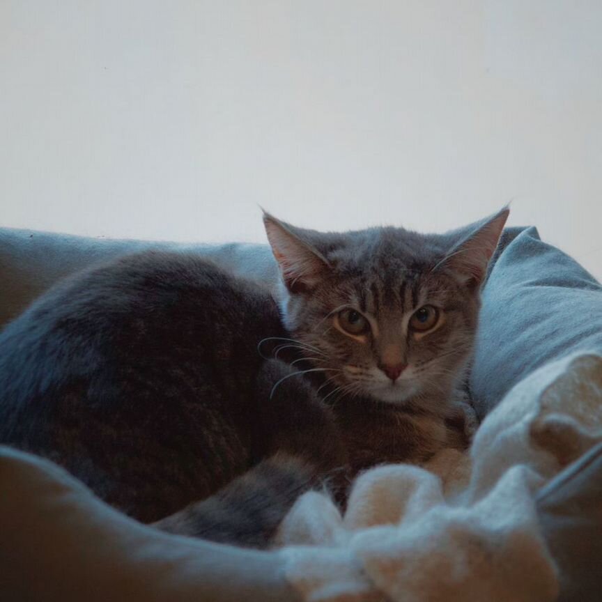 Котёнок Леночка ищет семью