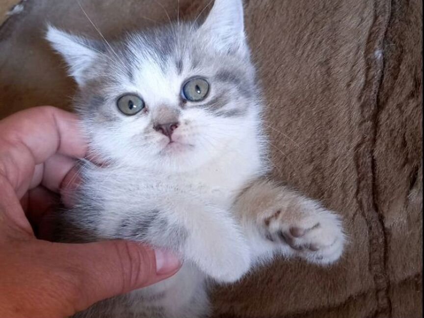 Британские котята