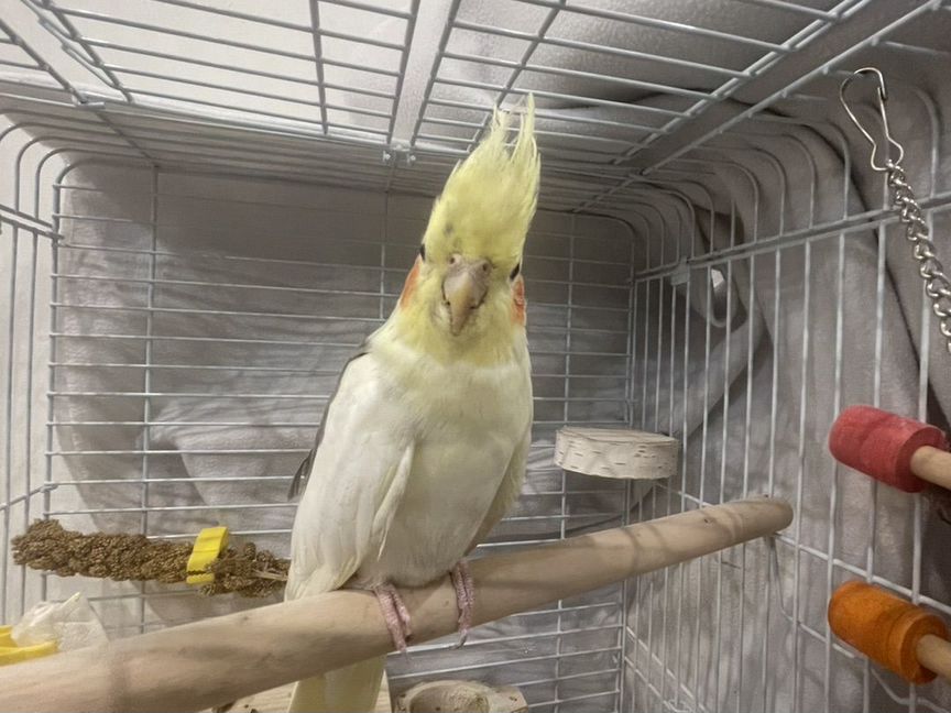 Попугай с клеткой