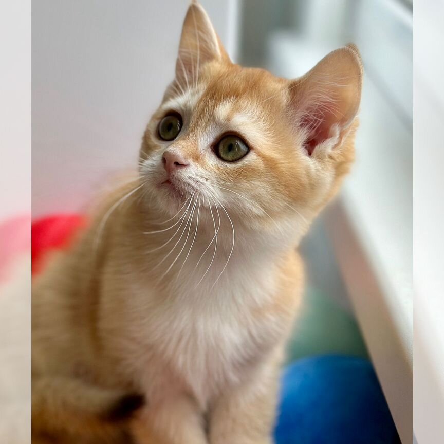 Шотландский прямоухий короткошёрстный котёнок