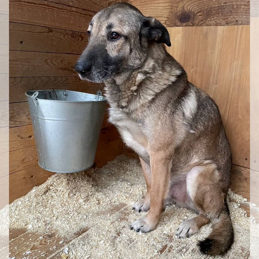 Шанс на новую счастливую жизнь для собаки