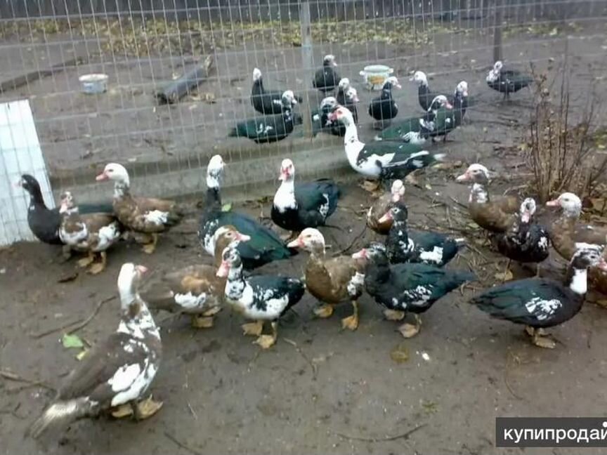 Утки