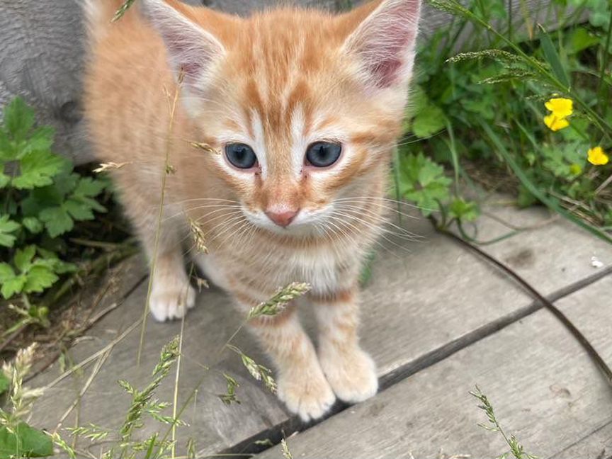 Котенок в дар бесплатно