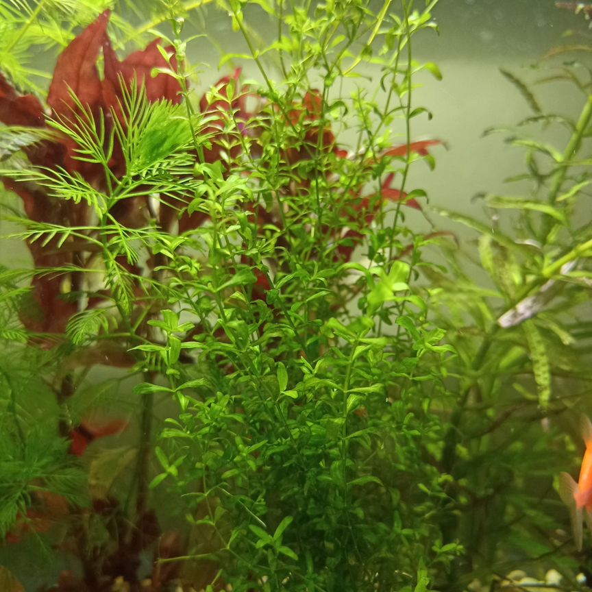 Аквариумные растения