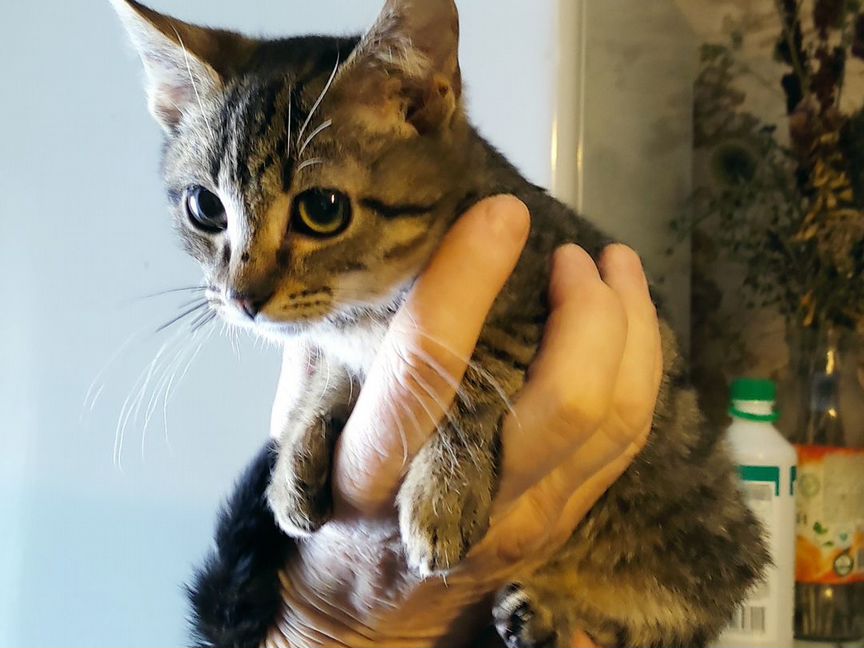 Котик в хорошие руки
