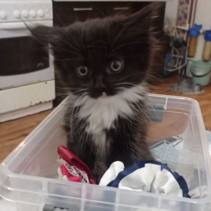 Котёнок в добрые руки