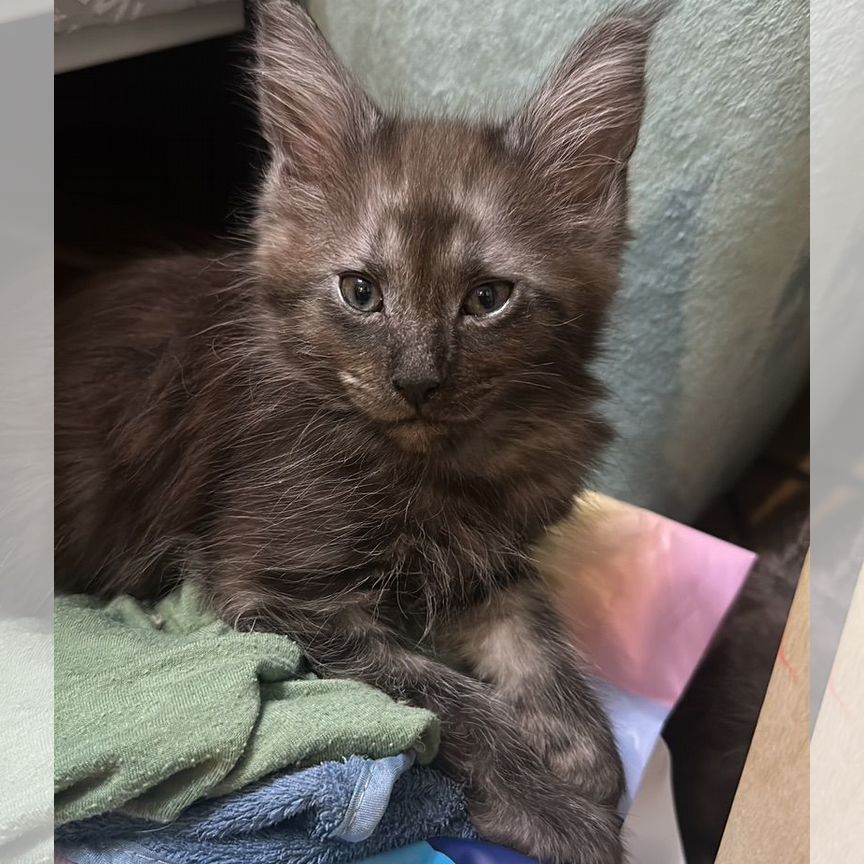 Мейн-кун котёнок