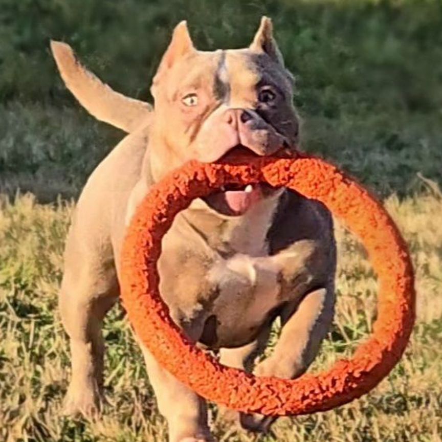 Американский булли, щенок