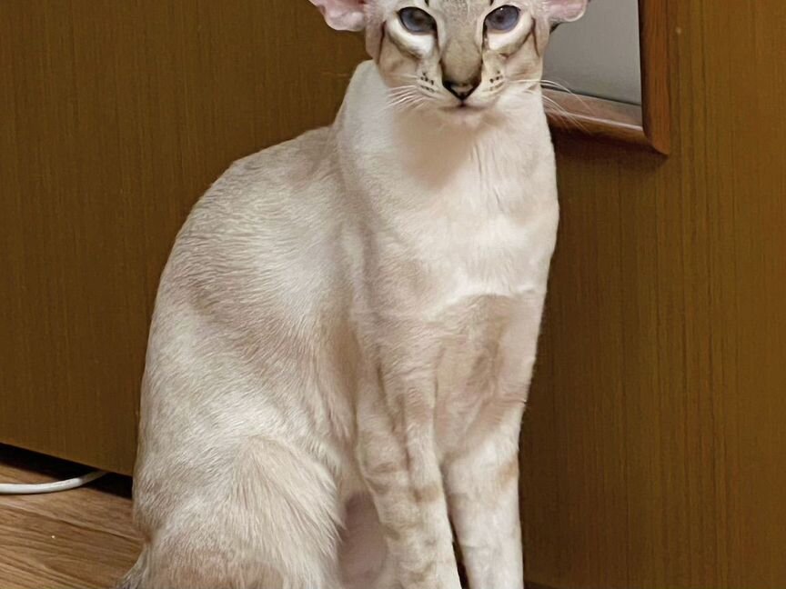 Сиамские котята