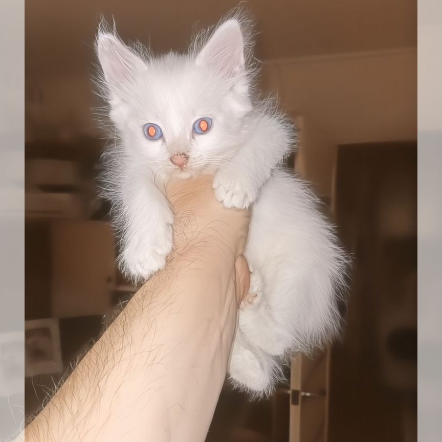 Котёнок в добрые руки