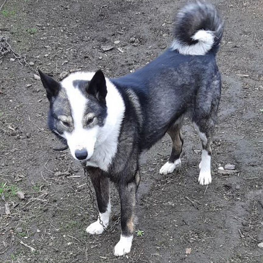 Восточносибирская лайка, взрослый пёс