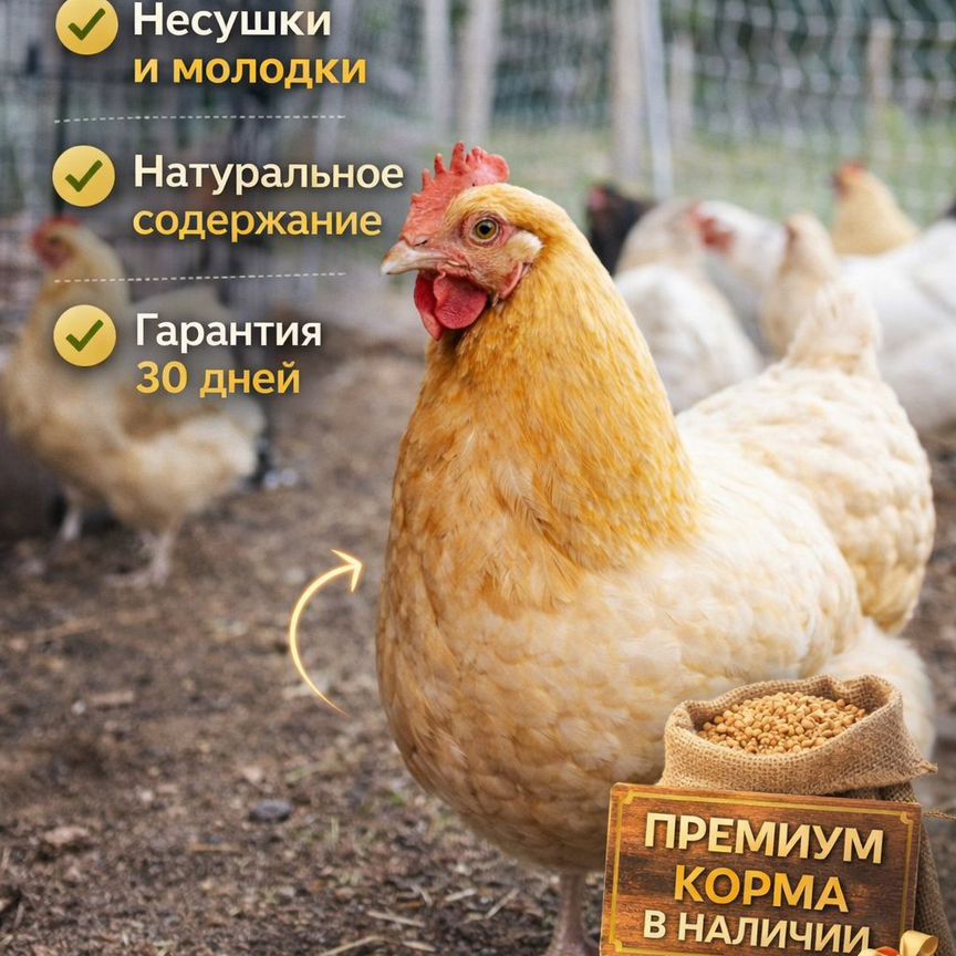 Куры несушки – продуктивные
