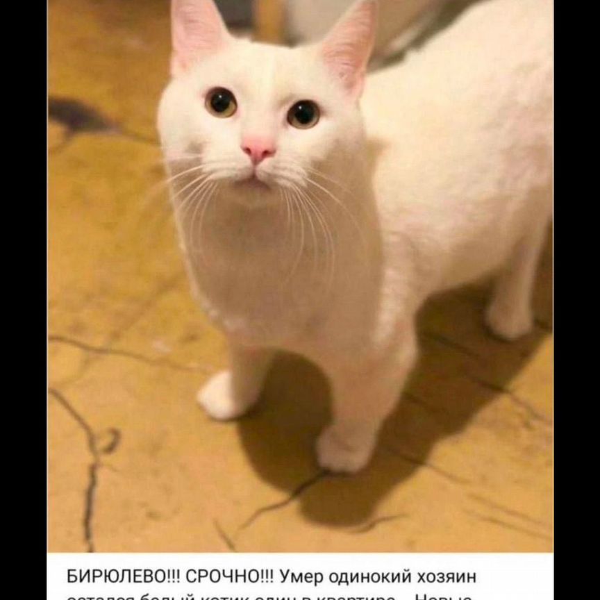 Белый котик 1,5 года в добрые руки
