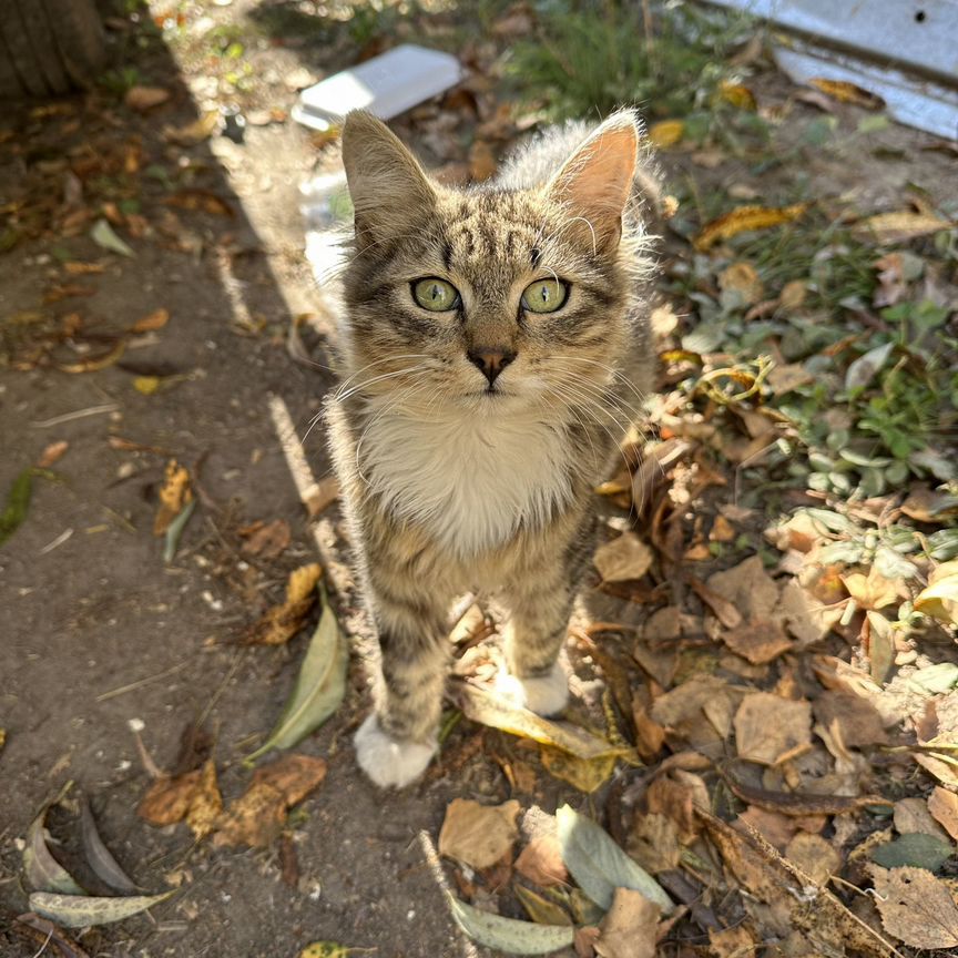 Котики в хорошие руки, бесплатно
