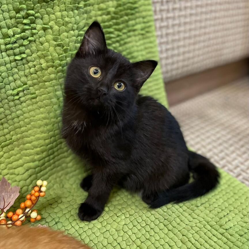 Котенок Черничка 2,5 месяца