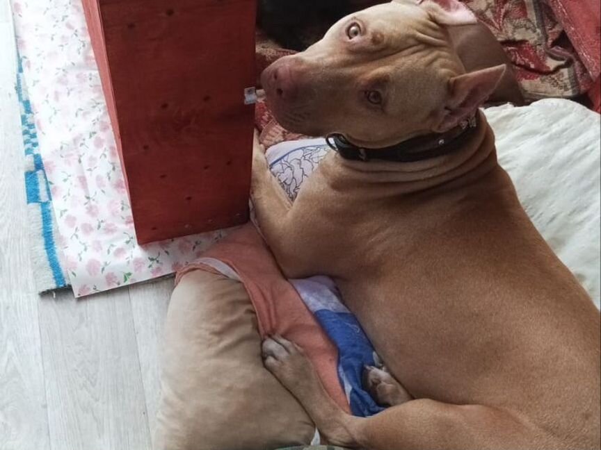 Родильный ящик для собак