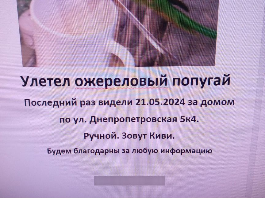 Ожереловый попугай