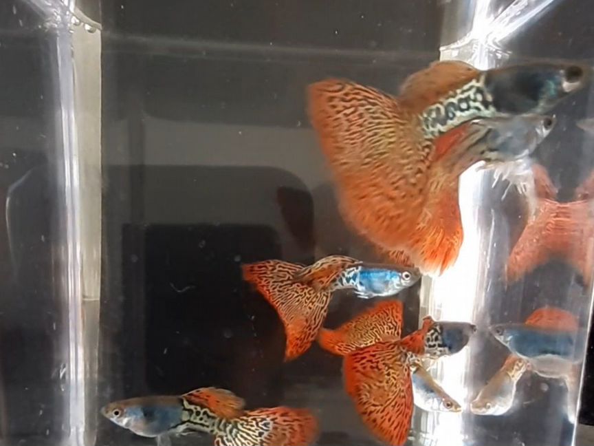 Гуппи Ченоголовая филигрань