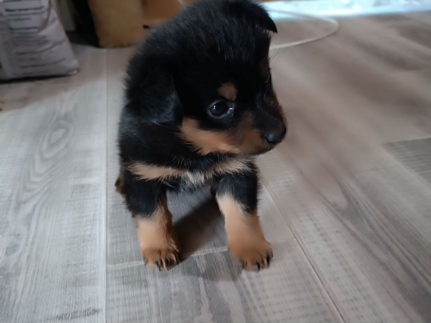 Отдам щенка 1 месяц