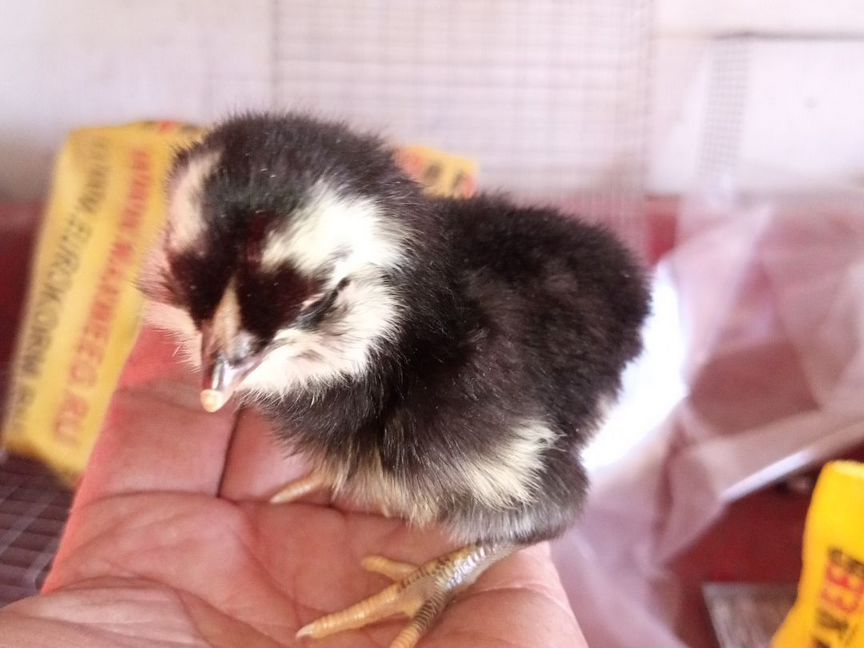 Гергебильские куры, цыплята, ия