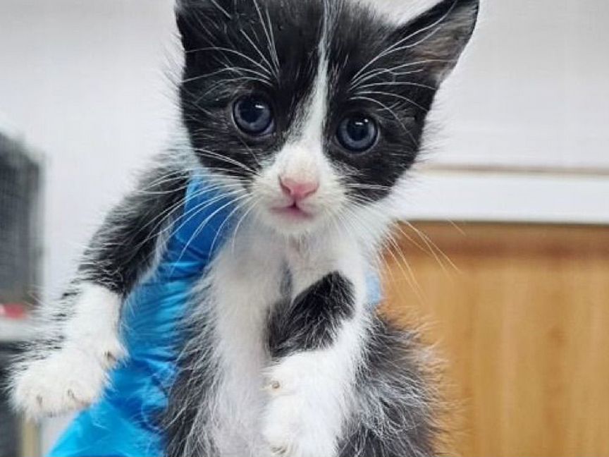 Ласковые белые котята в добрые руки
