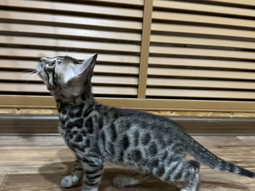 Бенгальские котята