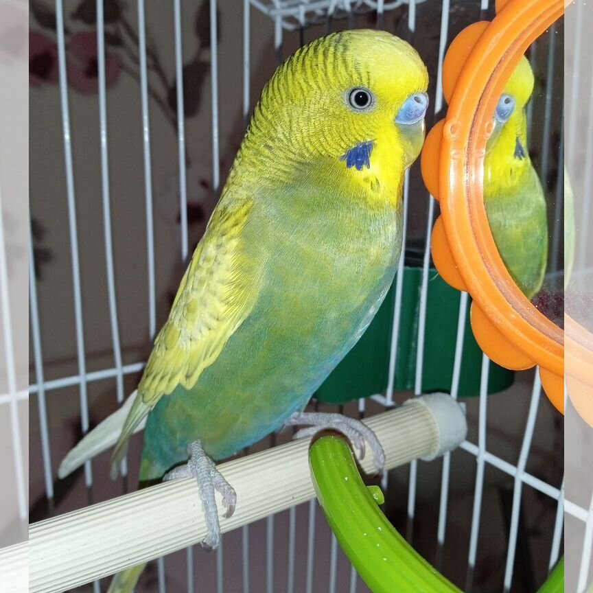 Попугай волнистый с клеткой