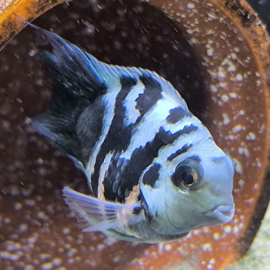 Рыбка сапфировый попугай