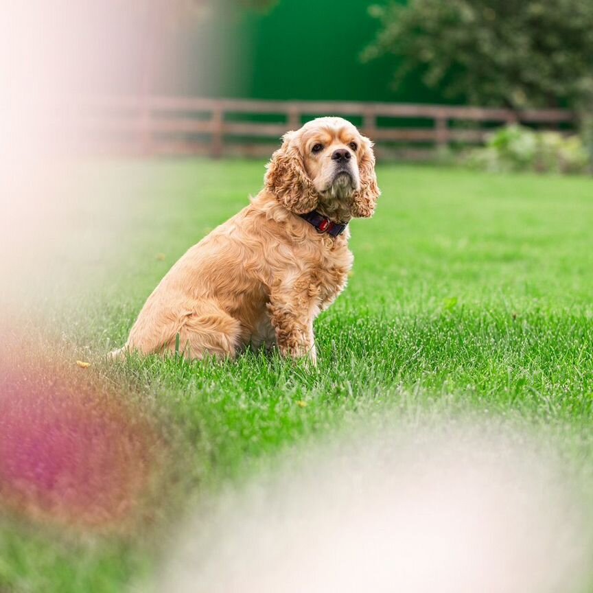 Американский кокер спаниель вязка