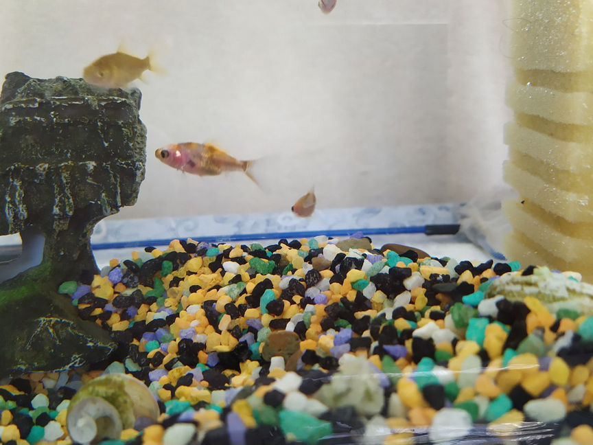 Японский карп