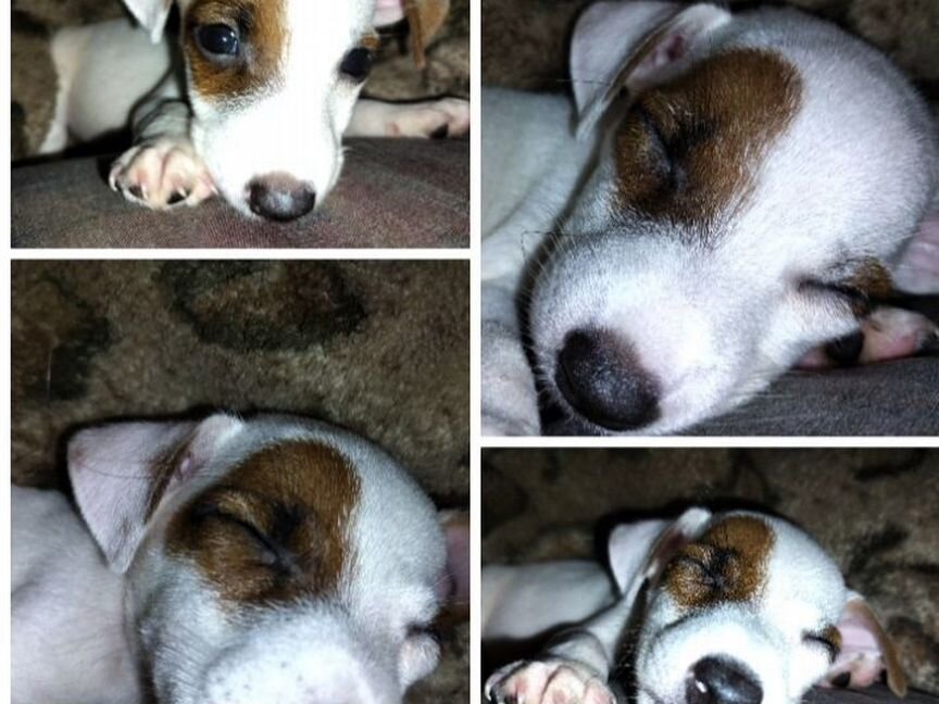 Джек Рассел терьер мальчики