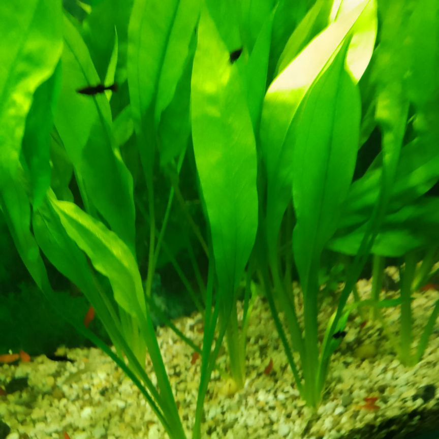 Аквариумное растение
