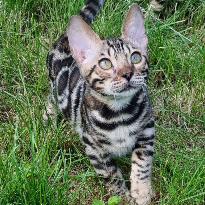 Бенгальские котята