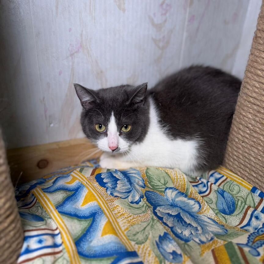 Кошка из приюта