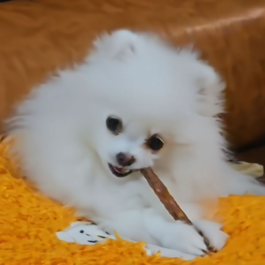 Померанский шпиц, щенок